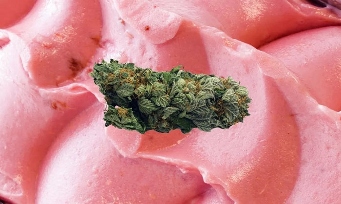 Pink Gelato Weed Strain Information and Review