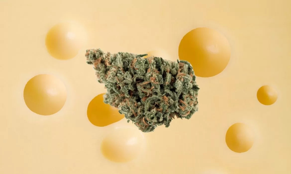 Swiss Cheese Weed Plant